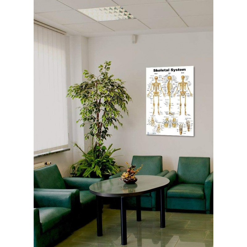 Skeletal System Large Poster