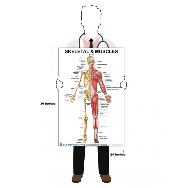 Muscle Bundle Diagram Anatomical Human Muscular Structure Charts By