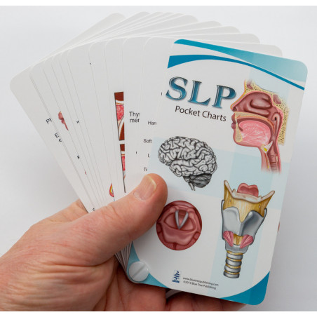 SLP Anatomy Pocket Chart