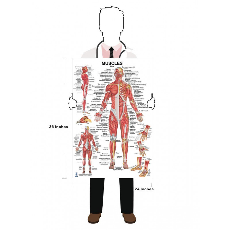 Muscles Male Large Poster, for Physical Fitness, Working Out, Muscular ...
