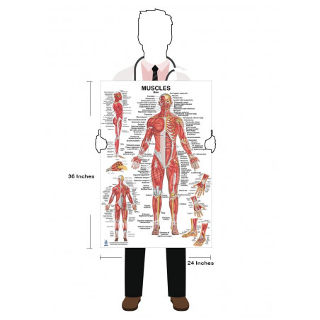 Muscles Male Large Poster, for Physical Fitness, Working Out, Muscular ...