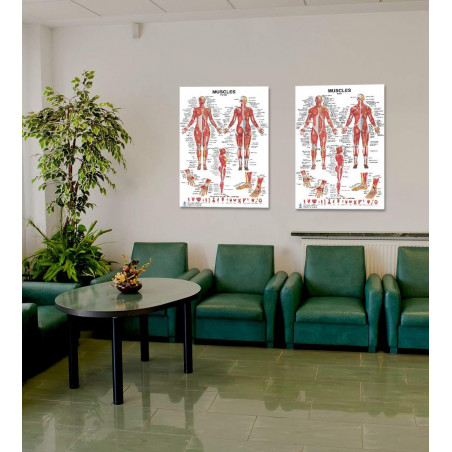 Muscles Female and Male 2 View Large Poster Set, for Physical Fitness ...
