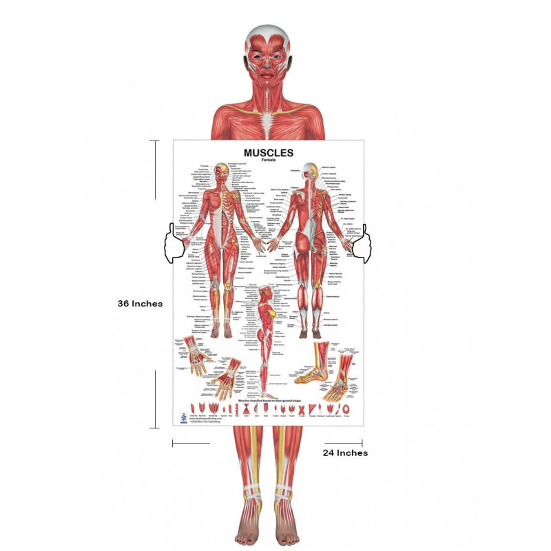 Muscles Female and Male 2 View Large Poster Set, for Physical Fitness ...