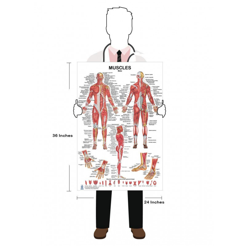 Muscles Male 2 View Large Poster, for Physical Fitness, Working Out ...