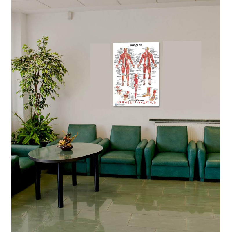 Muscles Male 2 View Large Poster, for Physical Fitness, Working Out ...