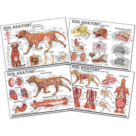 Dog Anatomy Chart Set Veterinary Anatomy, Anatomy & Veterinary ...