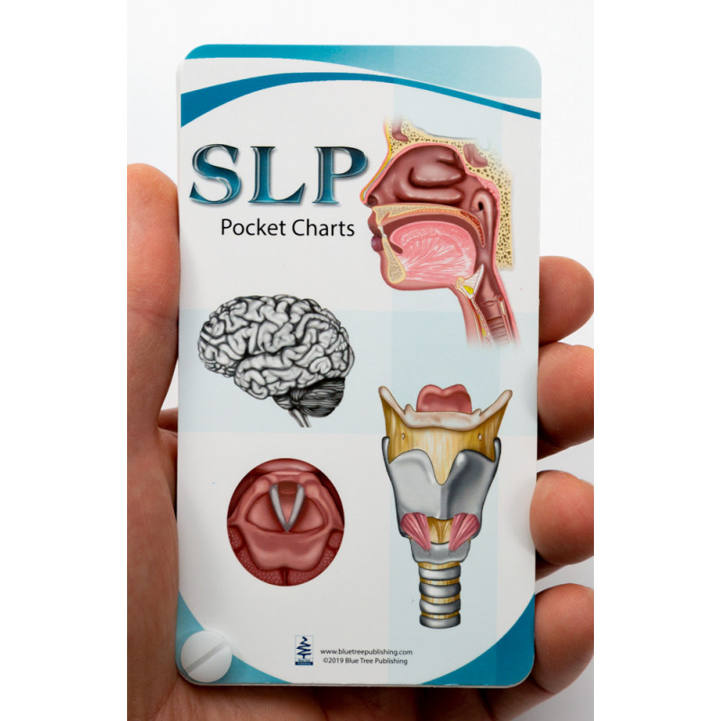 SLP Anatomy Pocket Chart with Model