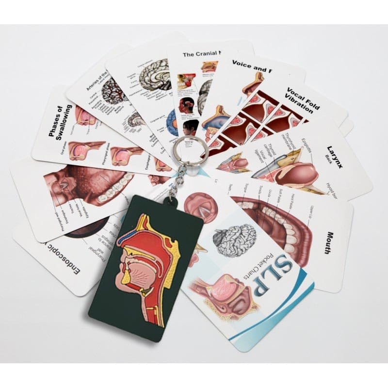 SLP Anatomy Pocket Chart with Model