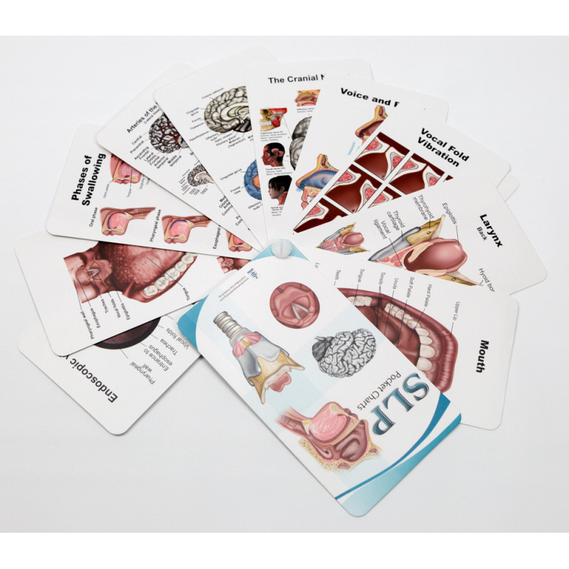 SLP Anatomy Pocket Chart