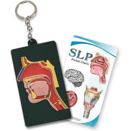 SLP Anatomy Pocket Chart with Model