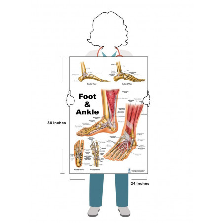 Foot and Ankle Anatomical Large Poster