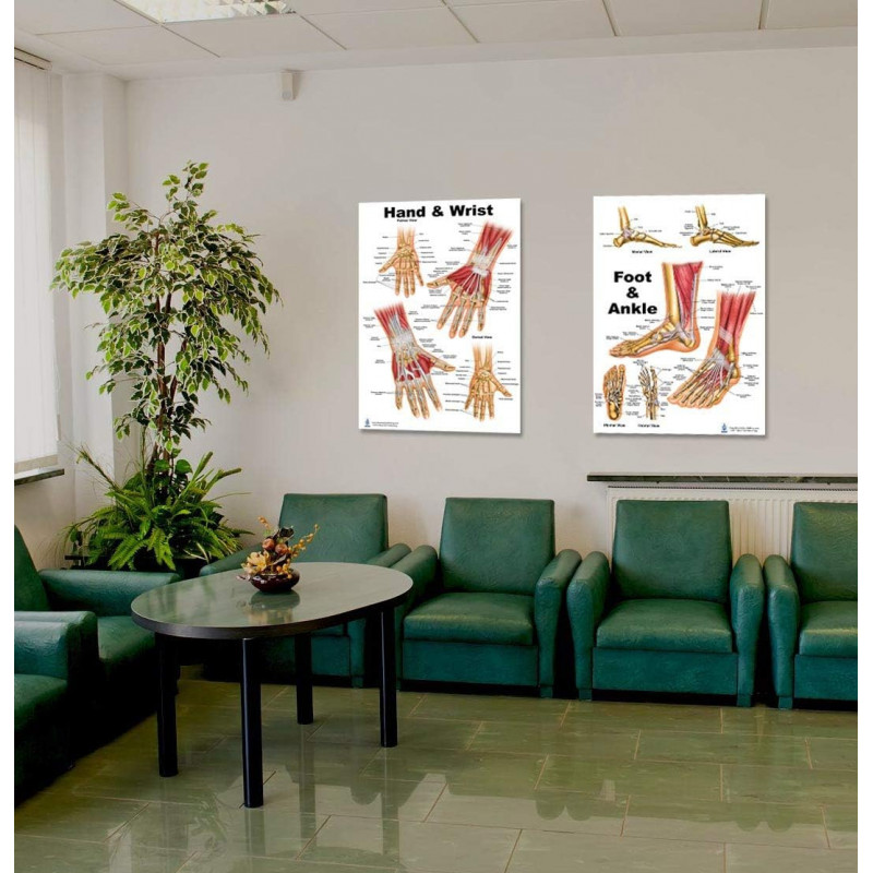 Hand and Wrist, Foot and Ankle Large Poster Set