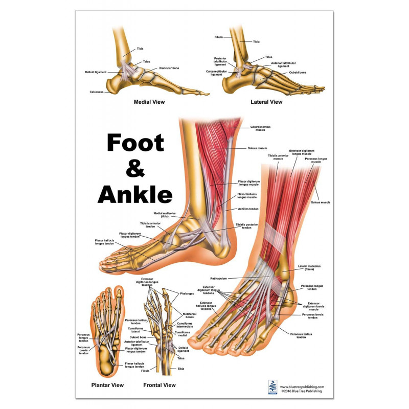 Hand and Wrist, Foot and Ankle Large Poster Set