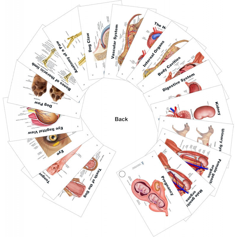 Dog and Cat Set, Veterinary Anatomy Pocket Charts, Anatomy & Veterinary ...