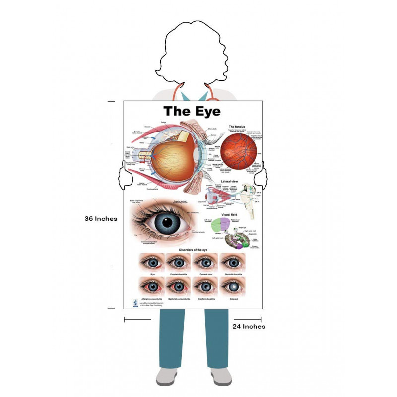 Eye Anatomical Large Poster