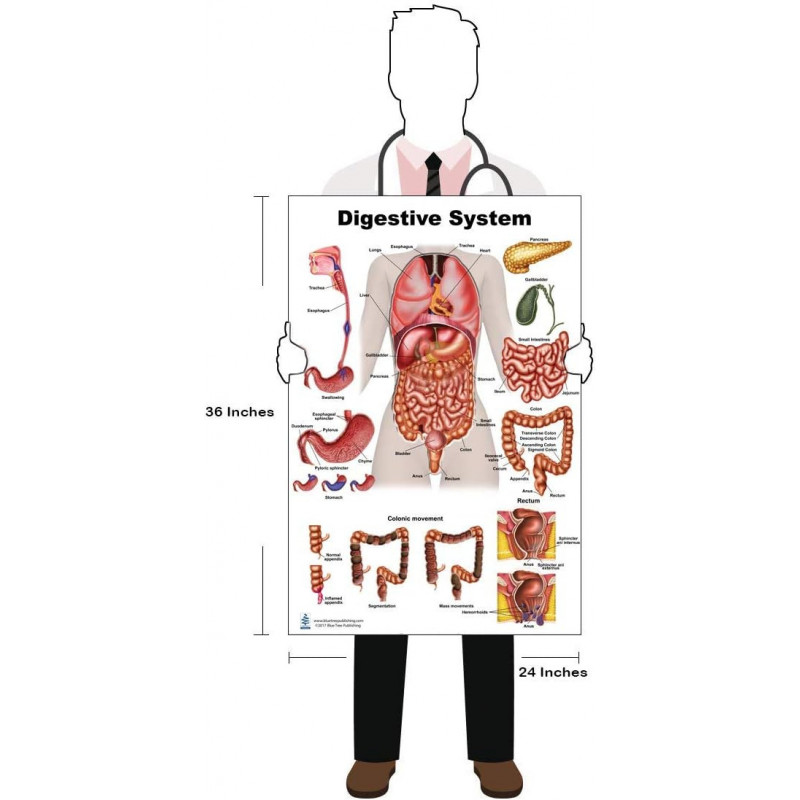 Digestive System Large Poster