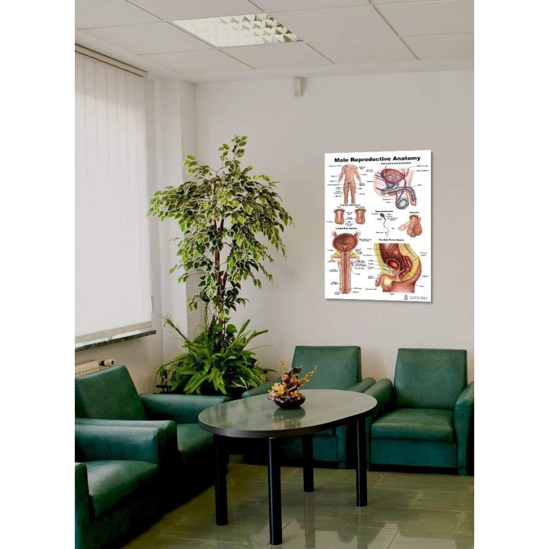 Male Reproductive Anatomy Large Poster