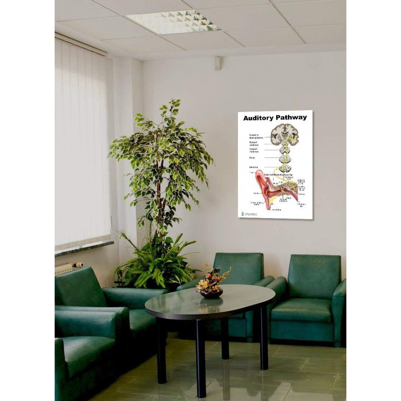 Auditory Pathway Large Poster, Anatomy, Organs of Hearing and Balance