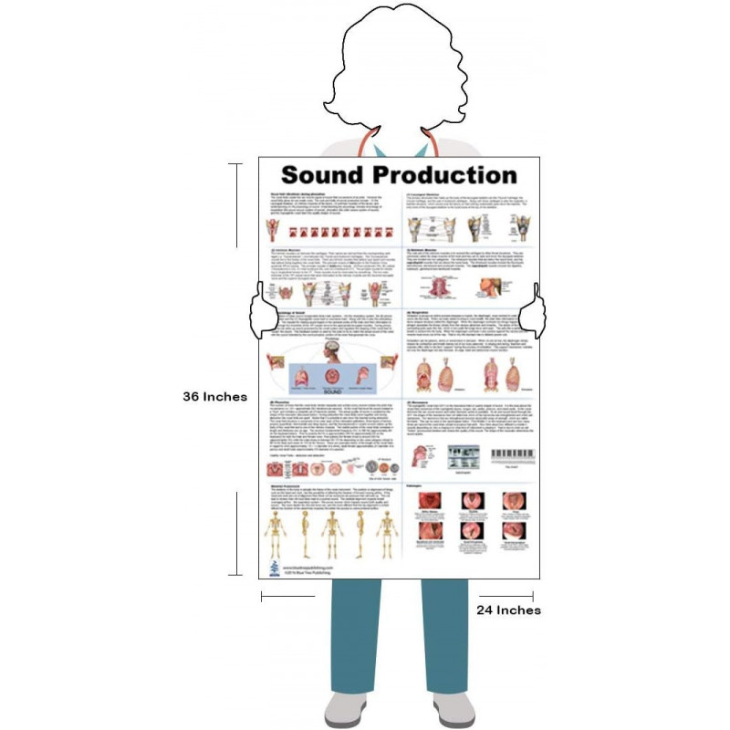 Sound Production Anatomy Large Poster, Waterproof, vocal Folds ...