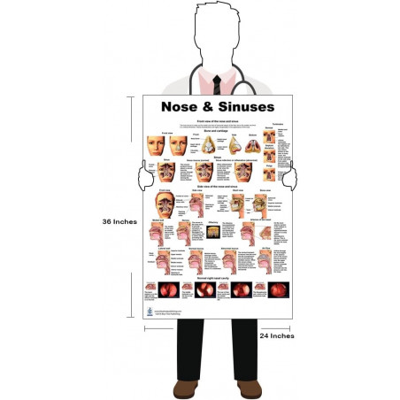 Nose and Sinus Large Poster