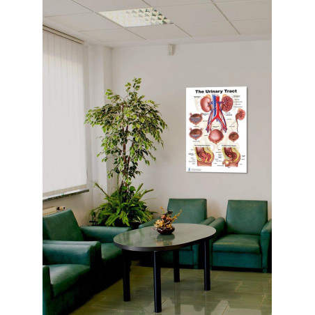 Urinary Tract Large Poster, Bladder, Kidney, Bladder, Urinary System