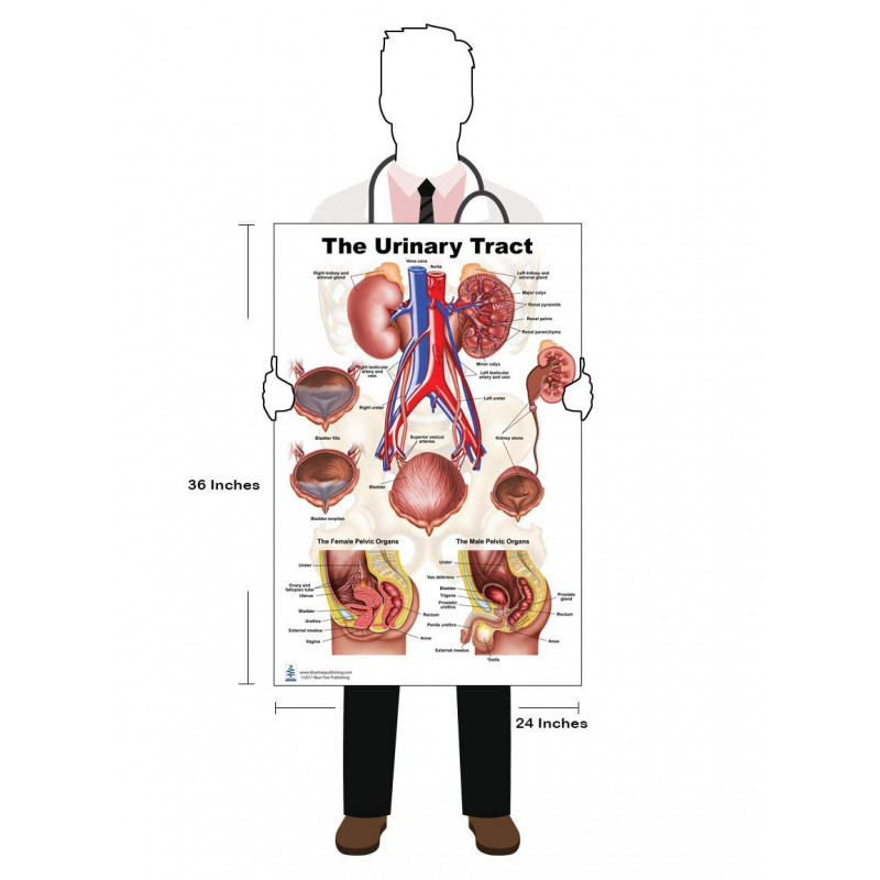 Female Urinary System Organs