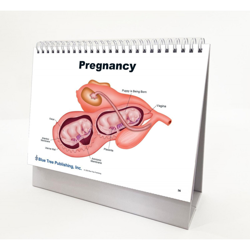 Dog Veterinary Anatomy Flip Charts, Anatomy & Veterinary Physiology Canine