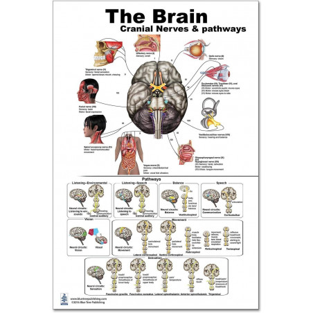The Brain Cranial Nerves and Pathways Large Poster