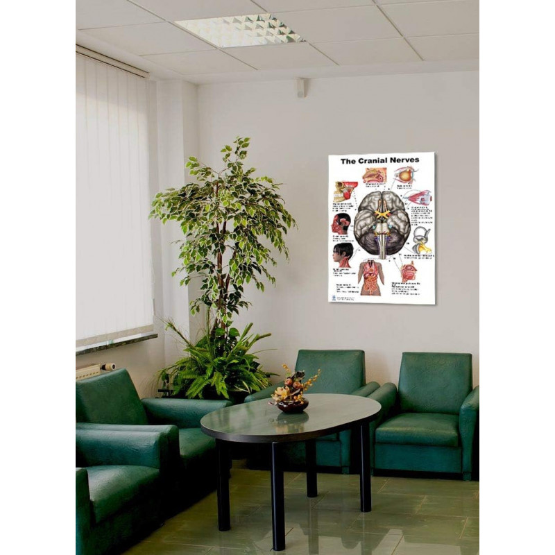 Cranial Nerves Large Poster