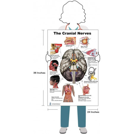 Cranial Nerves Large Poster