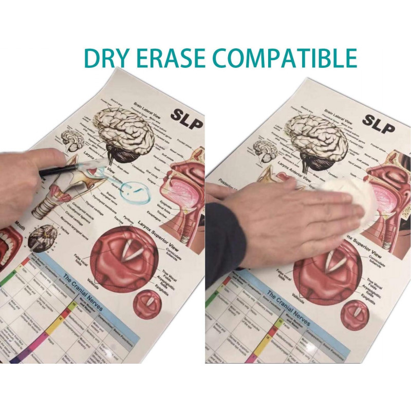 Phonological Pattern Large Poster