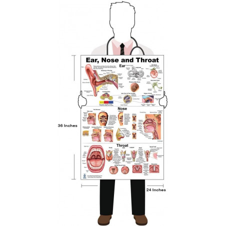 Ear Nose Throat Large poster