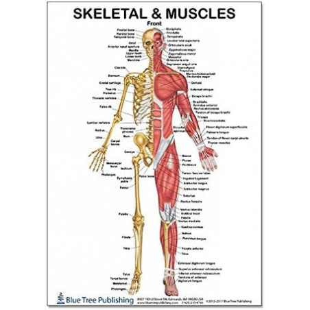 Skeletal Muscles Front View Regular Poster, Physical Fitness, Working ...