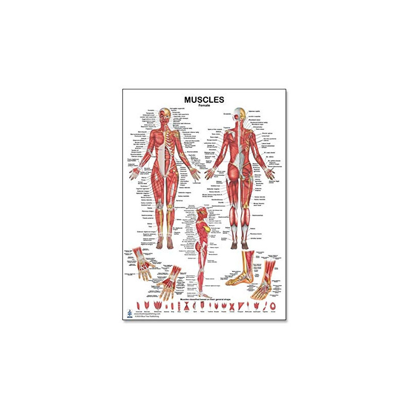 Muscles Female and Male 2 View Regular Poster Set, for Physical Fitness ...