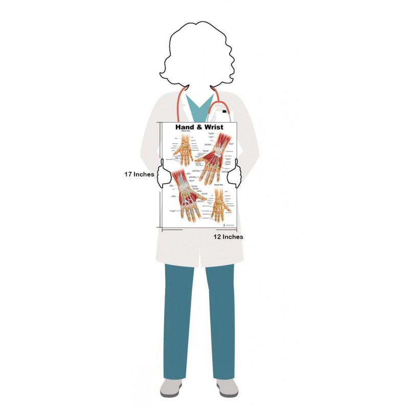 Hand and Wrist Anatomical Regular Poster