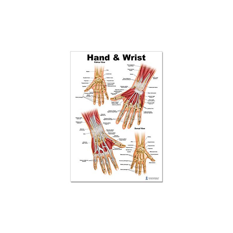 Hand and Wrist, Foot and Ankle Regular Poster Set