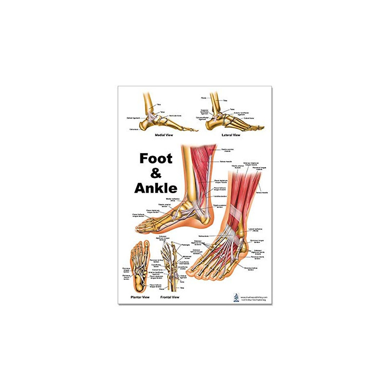 Hand and Wrist, Foot and Ankle Regular Poster Set
