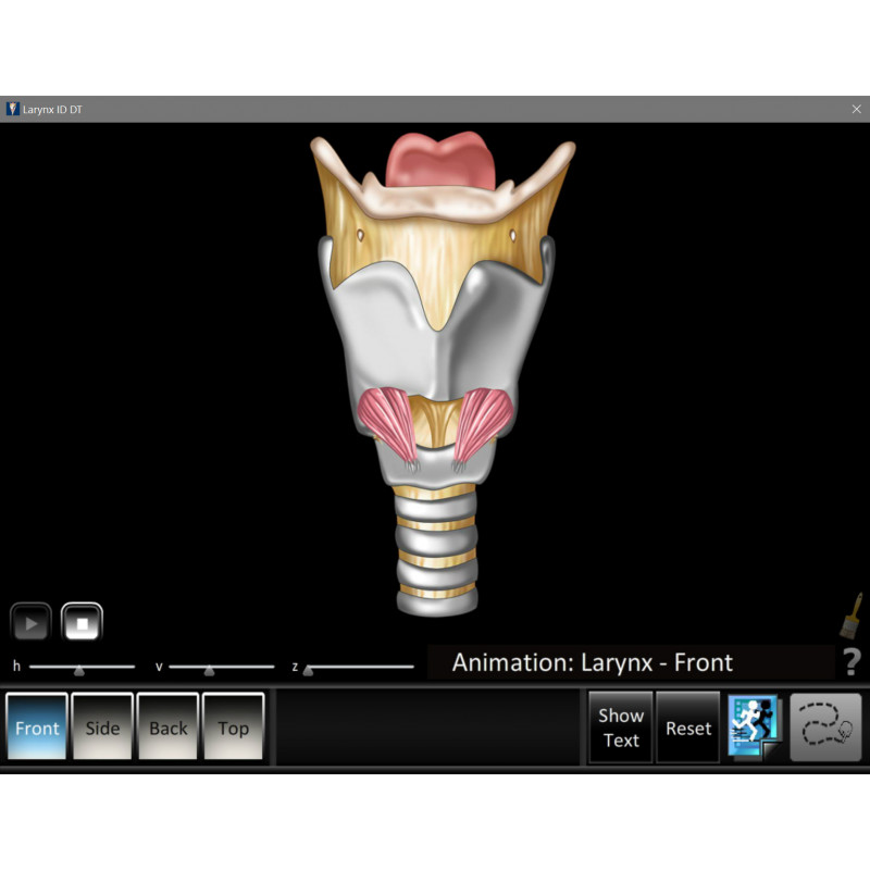 Vocal Parts Anatomical Chart with Software Larynx ID and Vocal Folds ID