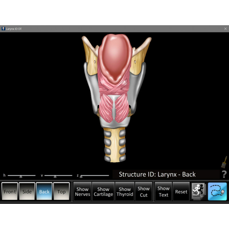 Vocal Parts Anatomical Chart with Software Larynx ID and Vocal Folds ID