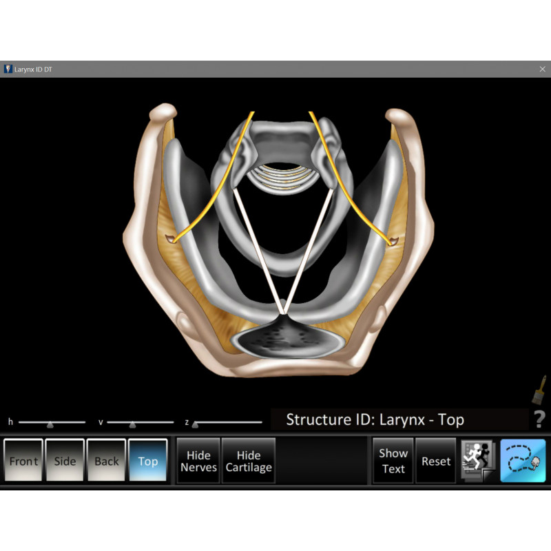 Vocal Parts Anatomical Chart with Software Larynx ID and Vocal Folds ID