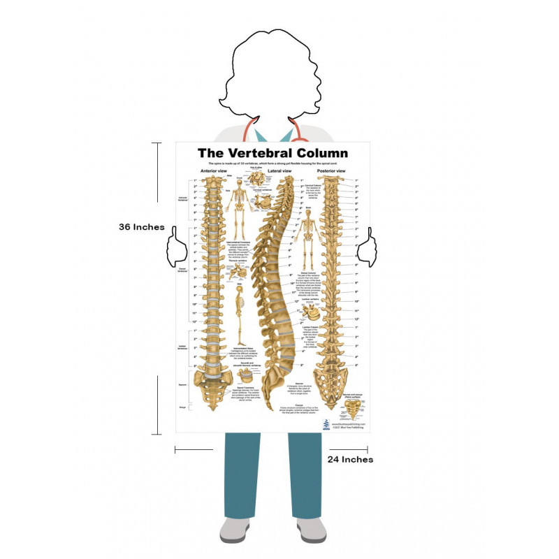 Vertebral Column Spine Anatomical Large Poster