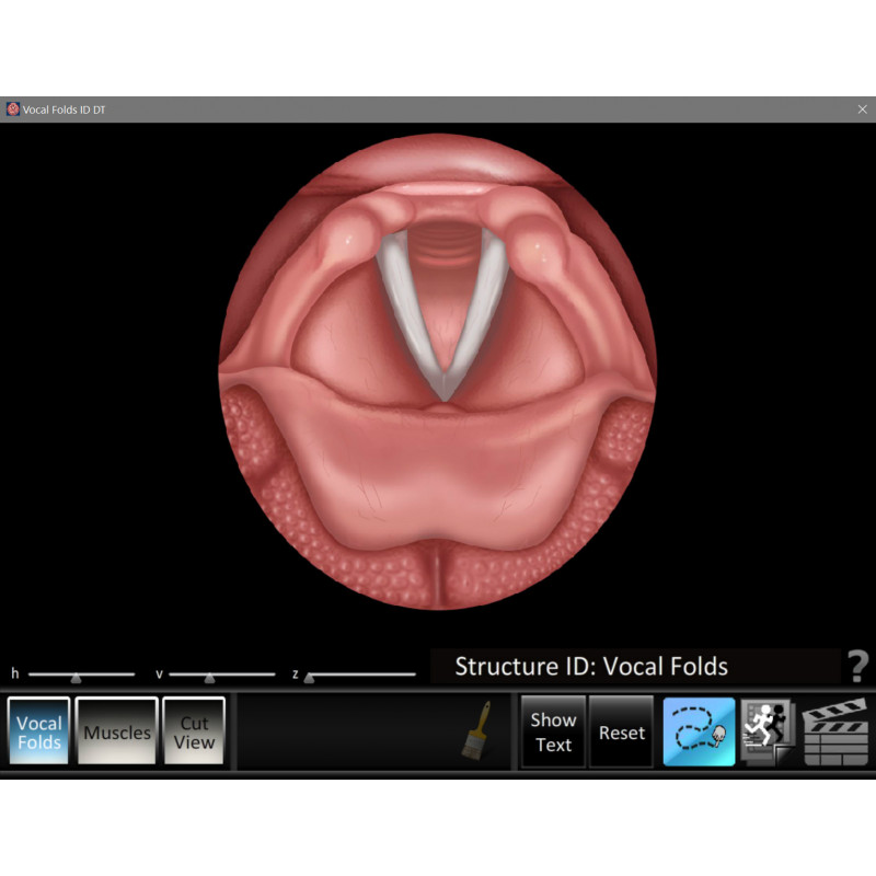 Vocal Parts Anatomical Chart with Software Larynx ID and Vocal Folds ID