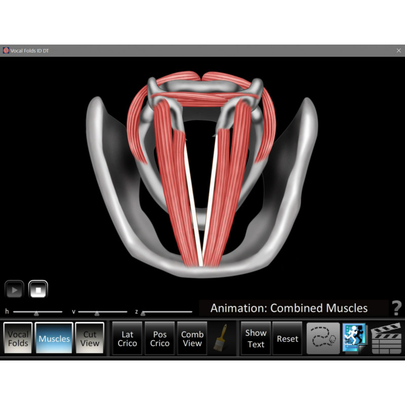 Vocal Parts Anatomical Chart with Software Larynx ID and Vocal Folds ID