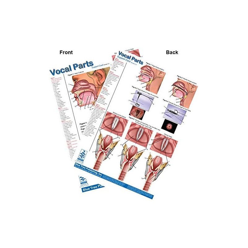 Vocal Parts Anatomical Chart with Software Larynx ID and Vocal Folds ID