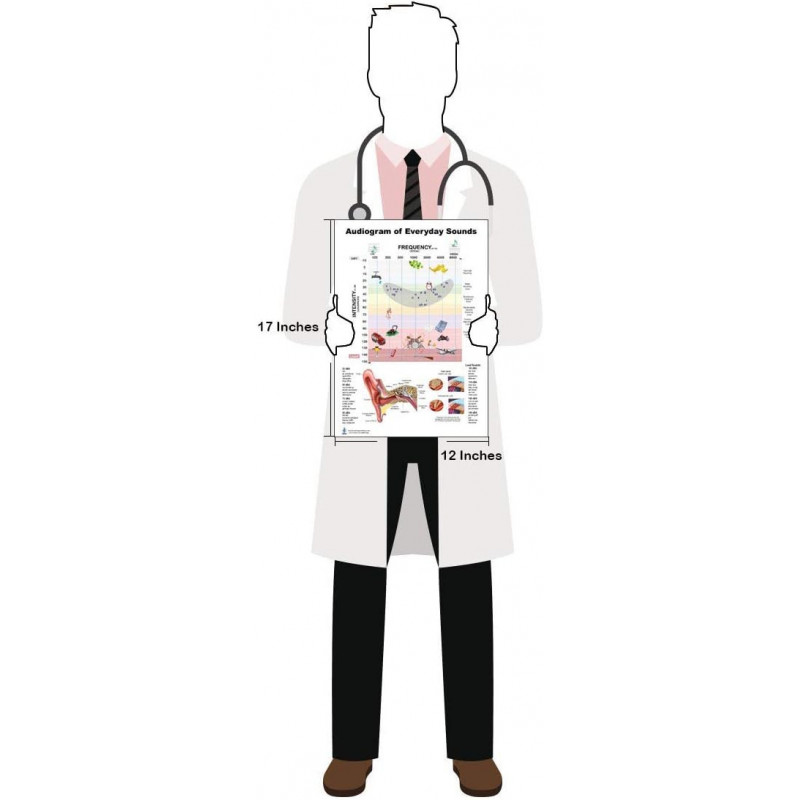 Audiogram of Everyday Sound Regular Poster, Speech Banana, Frequency ...