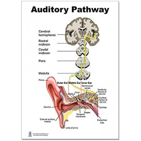 Auditory Pathway Regular Poster, Anatomy, Organs of Hearing and Balance