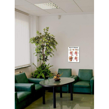 Nose and Sinus Regular Poster