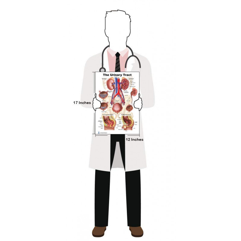 Urinary Tract Regular Poster, Bladder, Kidney, Bladder, Urinary System