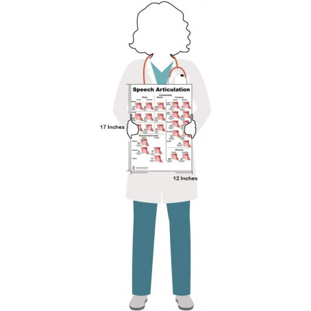 Speech Articulation Anatomy Regular Poster Set, Speech Language Pathology - Vowels-fricative ...
