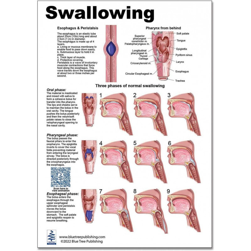 Swallowing Anatomical Chart, with QR Codes